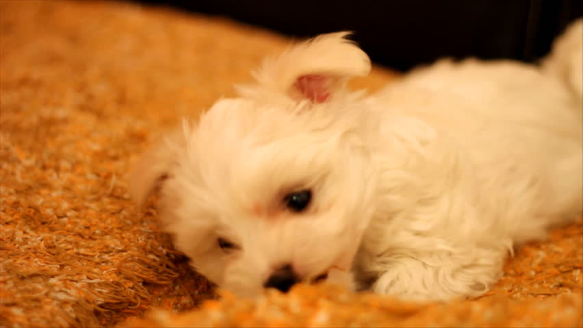 Maltese Puppy Playing Stock Footage Video (100% Royalty-free) 1021039 ...