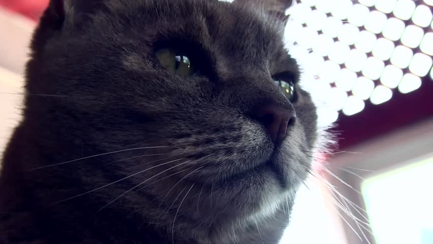 Gray Cat Evil Look Stock Footage Video (100% Royalty-free) 10215929 ...