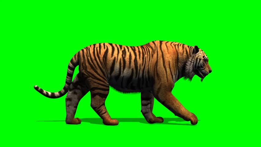 Tiger Running, Wild Animal Isolated On Green Background, Side View ...