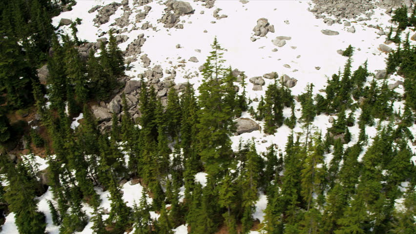 Winter Pine Forest in British Columbia, Canada image - Free stock photo ...