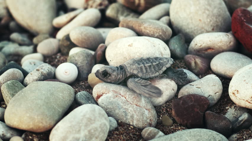 Large Turtle and Small Turtle image - Free stock photo - Public Domain ...