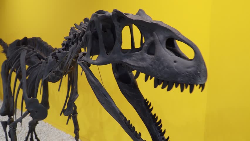 Allosaurus image - Free stock photo - Public Domain photo - CC0 Images