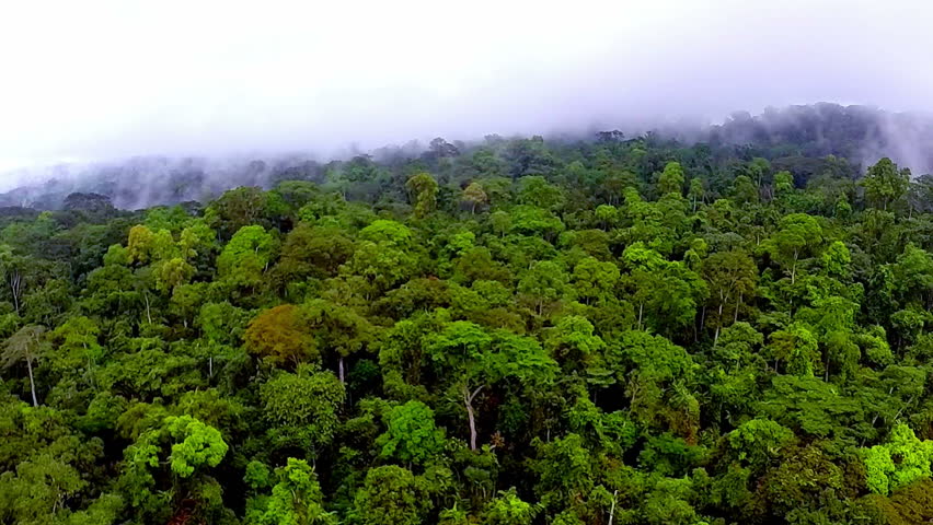 Equatorial Forest Stock Footage Video | Shutterstock