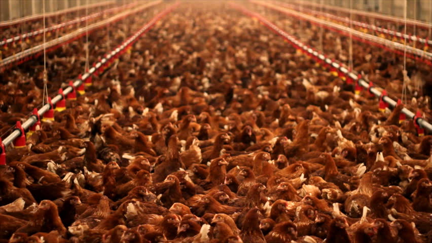 Chicken Farm Stock Footage Video 3312200 | Shutterstock
