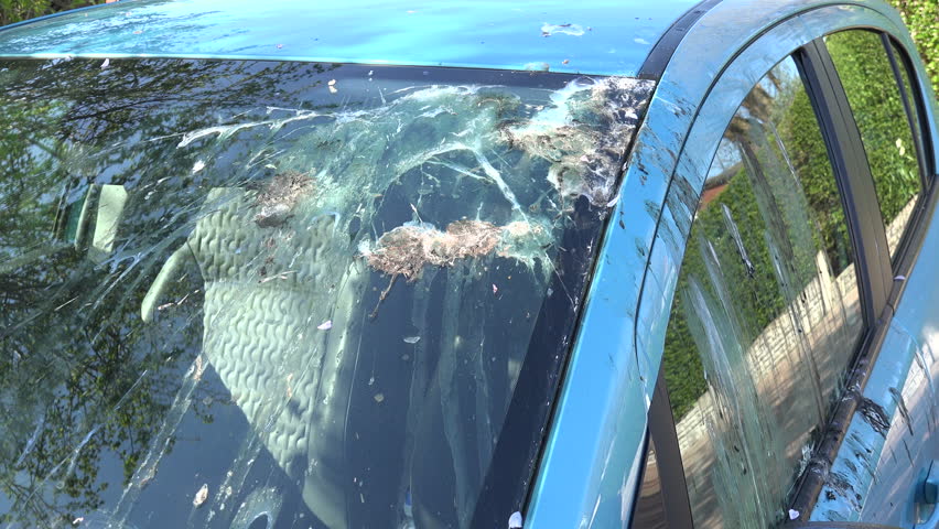 Bird Droppings On Car Windows Stock Footage Video (100% Royalty-free ...