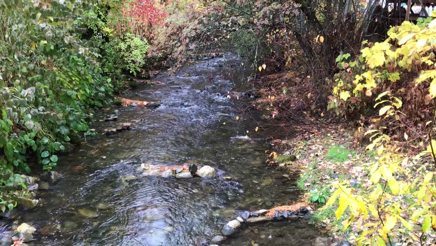Stream landscape in British Columbia, Canada image - Free stock photo ...