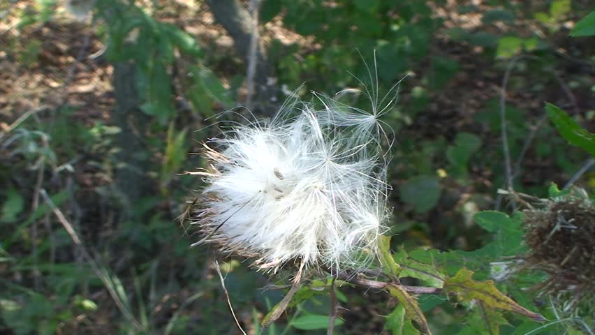 Seeds in a Wildflower Pod image - Free stock photo - Public Domain ...