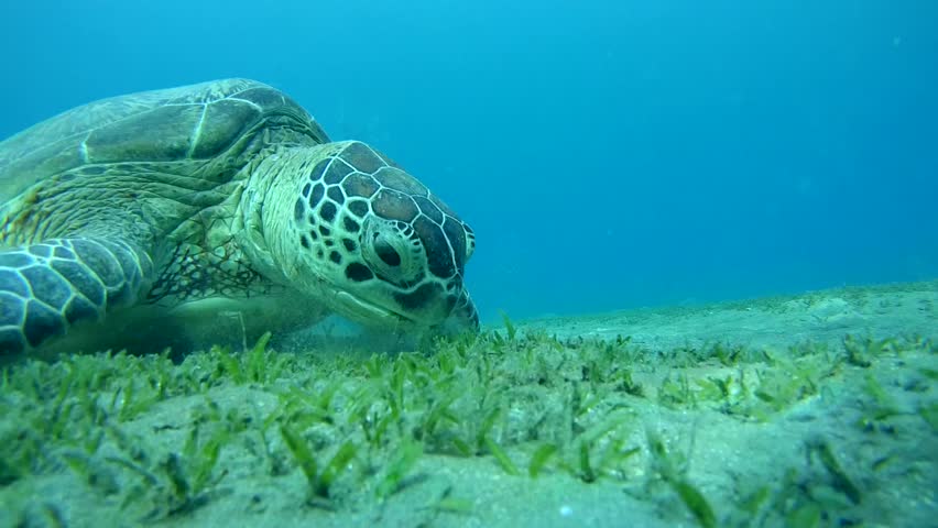 Green Sea Turtle(Chelonia Mydas) Eating Seaweed At The Bottom, Dives To ...