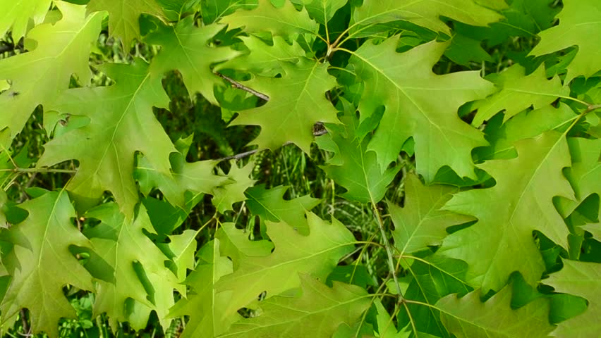 Quercus Robur. Vibrant Lush Green Foliage Of English Oak On Light ...