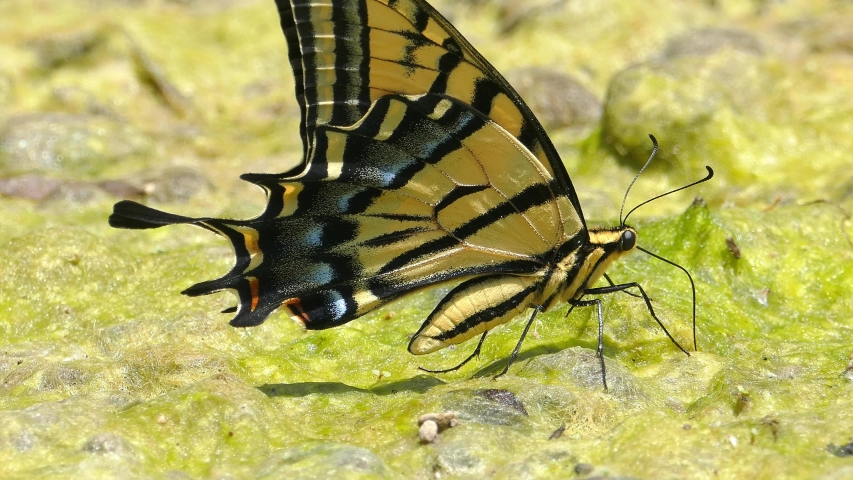 Tiger Swallowtail Butterfly flying image - Free stock photo - Public ...
