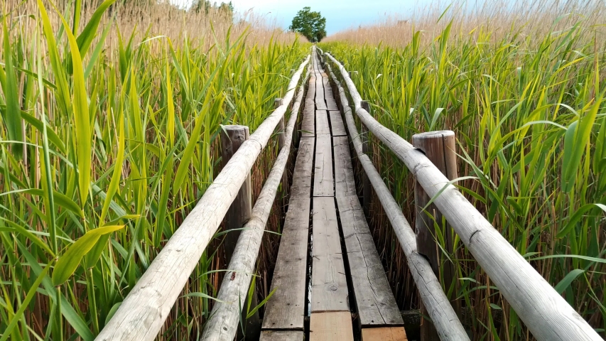 Wooden walkway into the lake sunset image - Free stock photo - Public ...