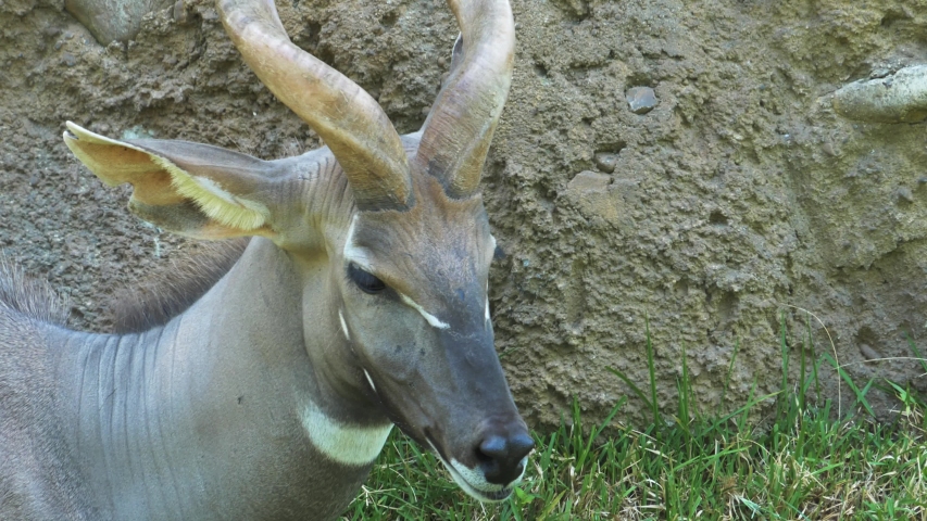 Lesser Kudu image - Free stock photo - Public Domain photo - CC0 Images