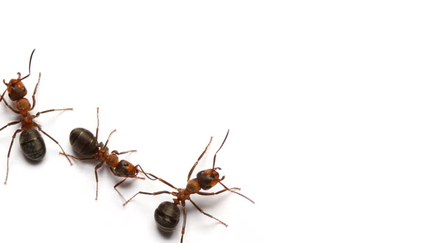Ants Insects Walks On White Stock Footage Video (100% Royalty-free ...