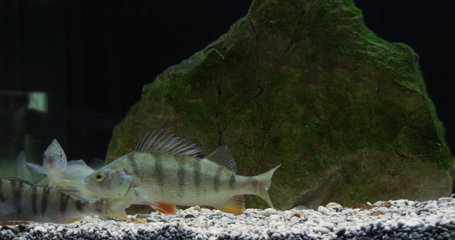 European Perch - Perca fluviatilis image - Free stock photo - Public ...