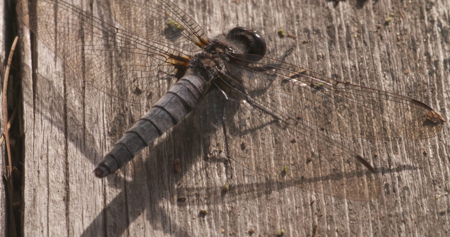 Dragonfly Close-up Macro image - Free stock photo - Public Domain photo ...