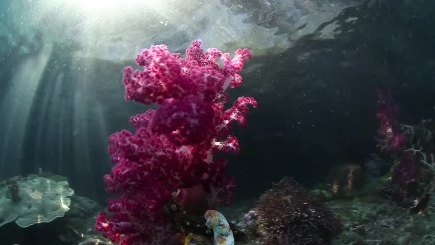 Colorful Coral On Sandy Bottom Deep Underwater In Red Sea. World Of ...