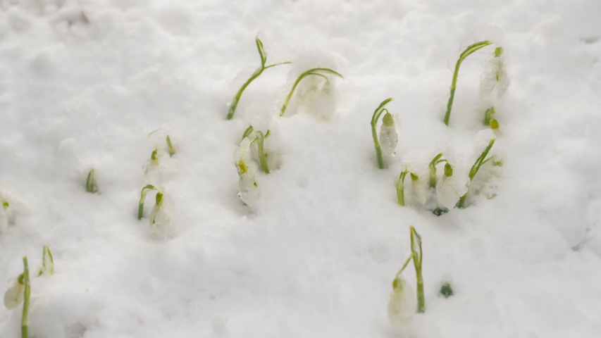 Early Winter snows image - Free stock photo - Public Domain photo - CC0 ...