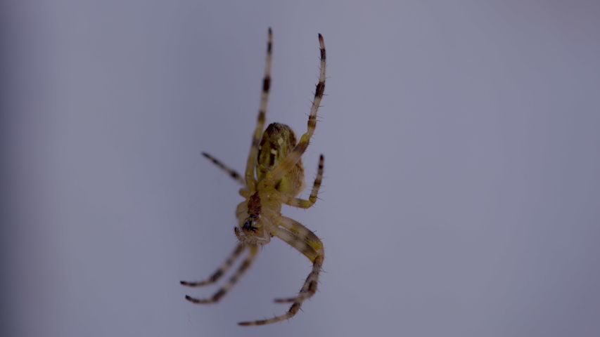 European Garden Spider - Araneus diadematus image - Free stock photo ...