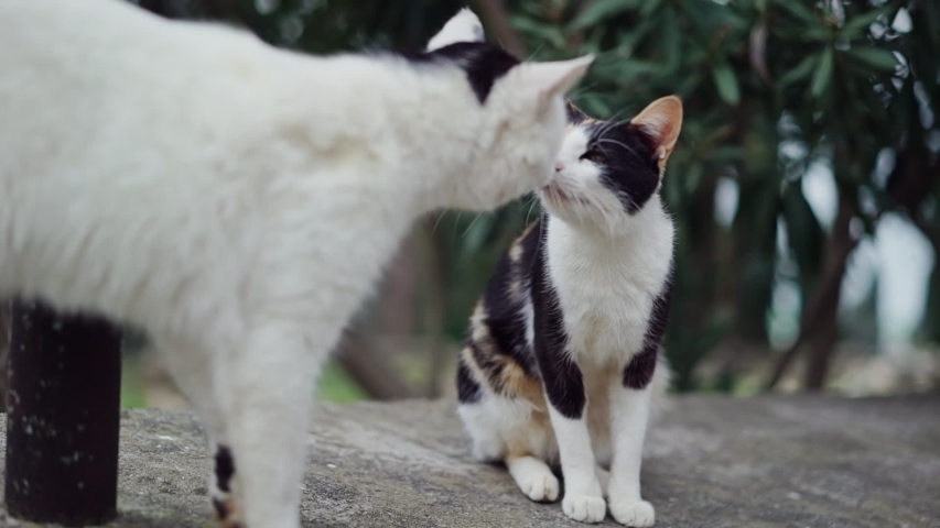 Girl with 2 cute cats image - Free stock photo - Public Domain photo ...