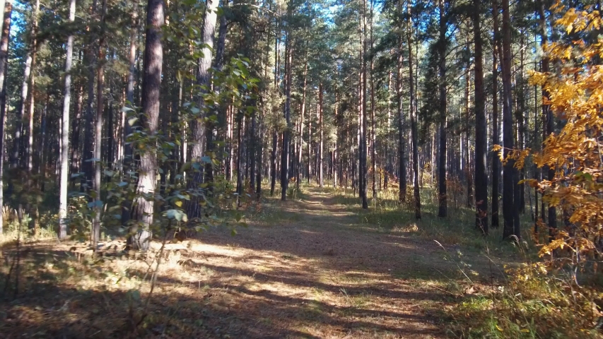 Birch Forest in Russia image - Free stock photo - Public Domain photo ...