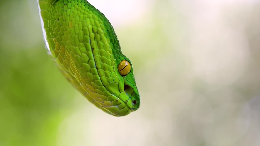 Venomous Viper Snake image - Free stock photo - Public Domain photo ...