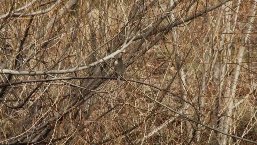 Small Birds on the tree branches image - Free stock photo - Public ...