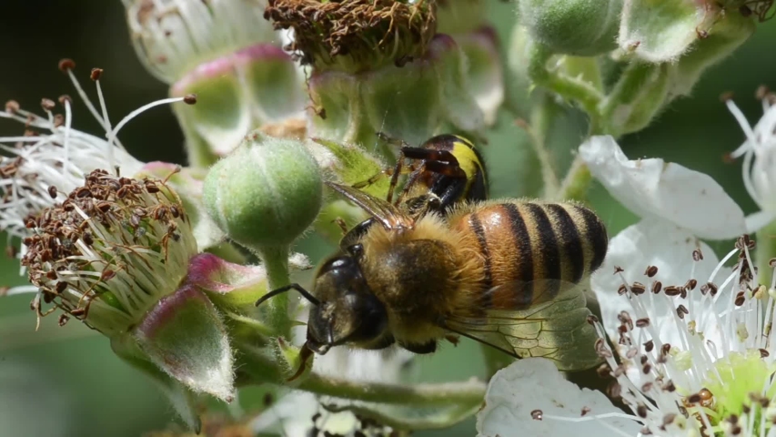 Spider Eating a Bee image - Free stock photo - Public Domain photo ...