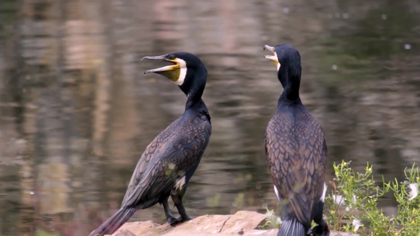 Double-crested Cormorant image - Free stock photo - Public Domain photo ...