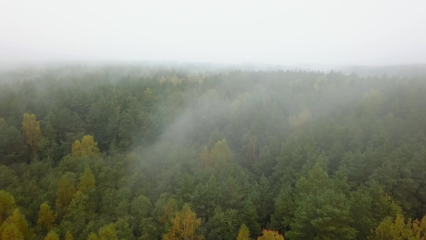 Colored autumn trees and leaves in the fog image - Free stock photo ...