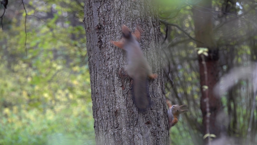 Red Squirrel Climbing up a Tree image - Free stock photo - Public ...