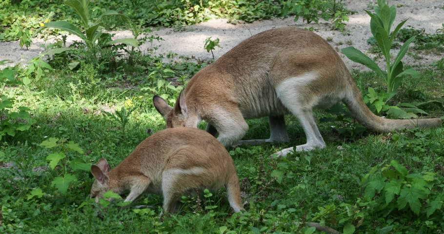 Wallaby Stock Video Footage - 4K and HD Video Clips | Shutterstock