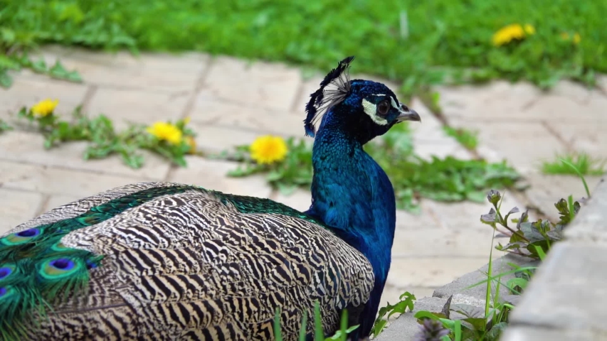 Indian Peacock - Pavo cristatus image - Free stock photo - Public ...