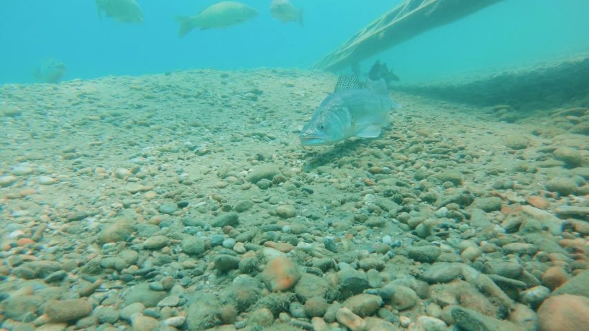 Zander - Sander lucioperca image - Free stock photo - Public Domain ...