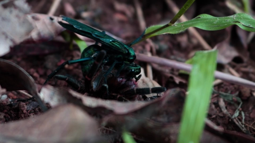 Tarantula image - Free stock photo - Public Domain photo - CC0 Images