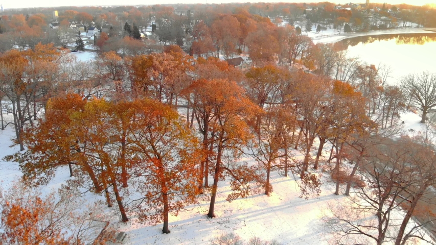 View of the trees and autumn forest in Wisconsin image - Free stock ...