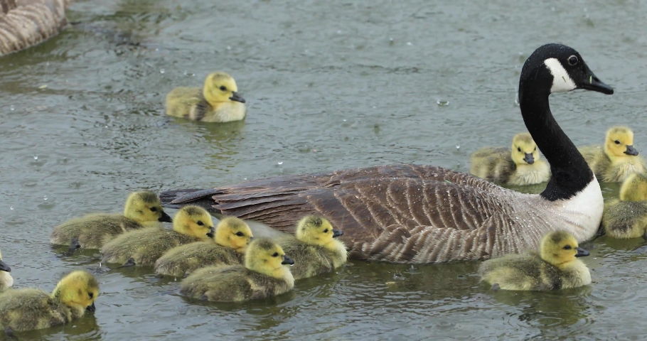 Group of Geese swimming in a lake image - Free stock photo - Public ...