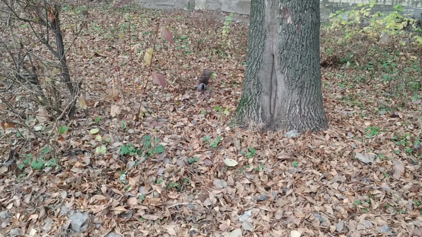 Squirrel Looking up at the tree image - Free stock photo - Public ...