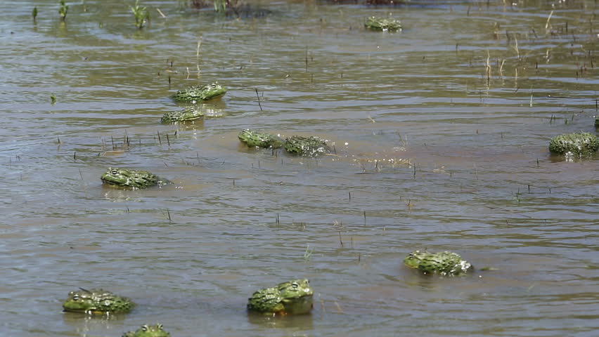 African Giant Bullfrogs (Pyxicephalus Adspersus) Mating And Fighting In ...