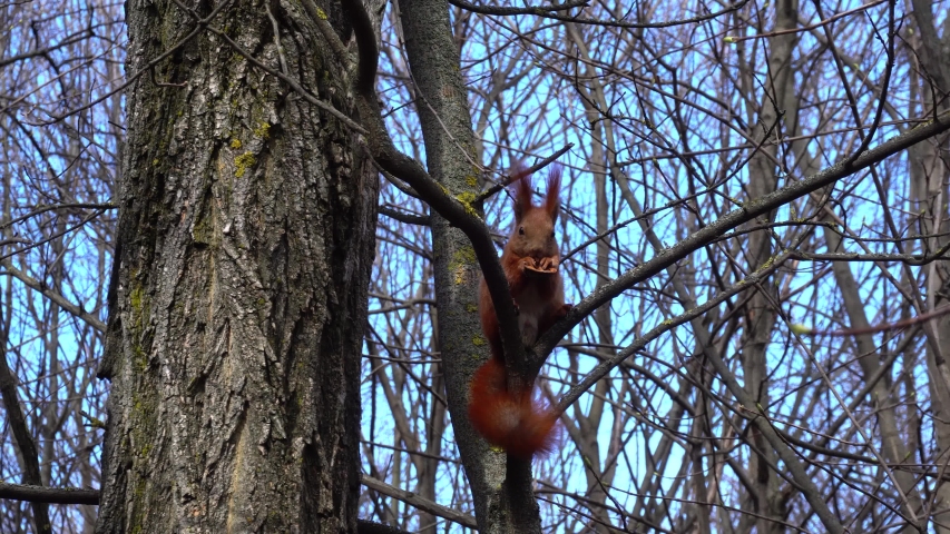 Squirrel Looking up at the tree image - Free stock photo - Public ...