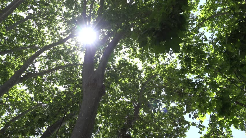Tree With Green Leaves And Sun Light. 4k High Resolution Stock Footage ...