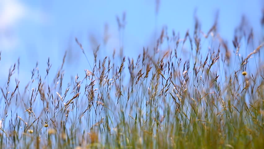 Closeup Of Hay Field Rocking In The Wind With Clouds In The Background ...