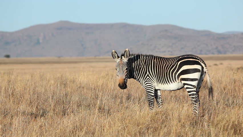 Cape Mountain Zebra (Equus Zebra) Rolling In Dust, Mountain Zebra ...
