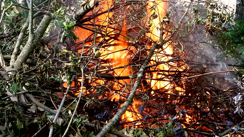Stock video of strong fire in the forest. burn | 10579229 | Shutterstock