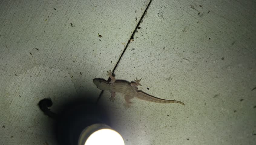 House Lizards (gecko) On Ceiling Stockvideos & Filmmaterial (100 % ...