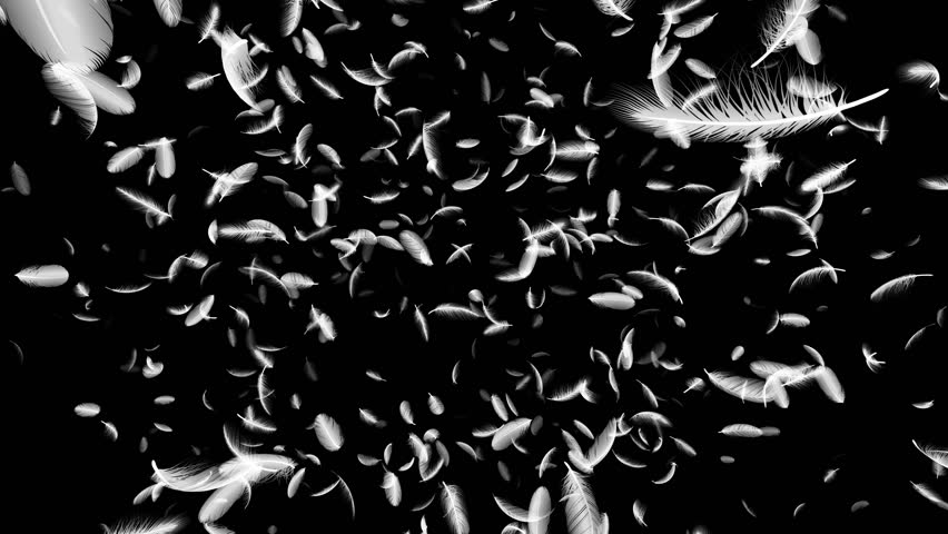 Flying Feathers. Stock Footage Video 906829 | Shutterstock