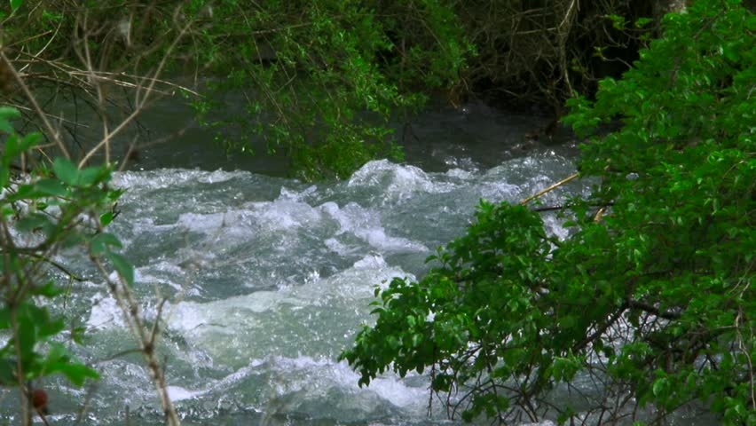 Wild River Surrounded By Plants. Stock Footage Video (100% Royalty-free ...