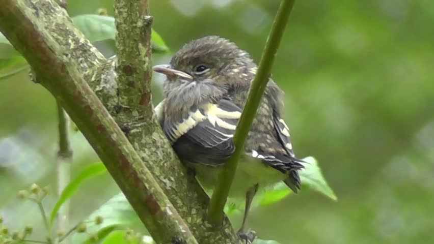 Stock video of european pied flycatcher fledgling resting on | 11013839 ...