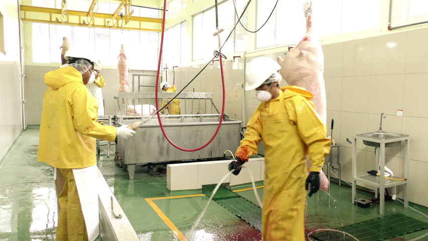 Rare Footage Of Animal Bleeding In A Slaughterhouse, Butcher Moving His ...