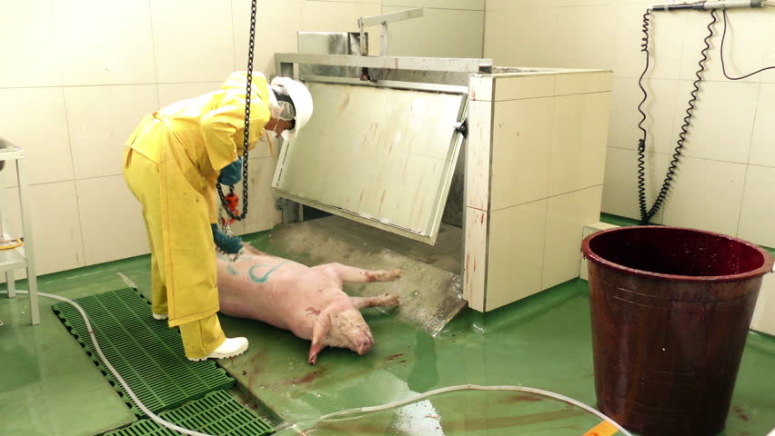 Rare Footage Of Animal Bleeding In A Slaughterhouse, Butcher Moving His ...