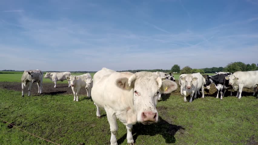 Herd Of Large And Friendly White Charolais Beef Cows Standing And ...